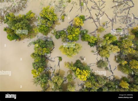 Rising Water Carrying Dead Fallen Trees During Flood In Forest On Floodplain Stock Photo Alamy