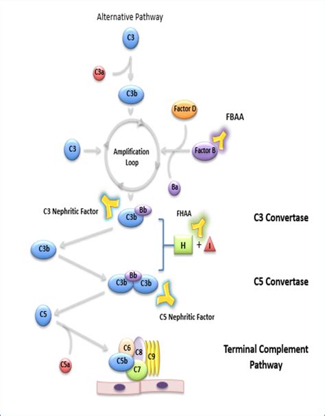 The Complement Cascade Molecular Otolaryngology And Renal Research