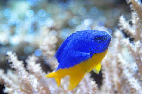 Bokeh Bubbles By Nikki Vdp On Deviantart