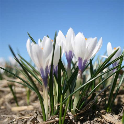 Crocus Vernus Silver Coral Buy Plants At Coolplants