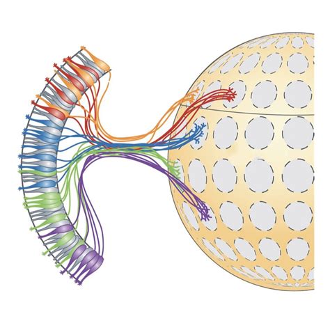 Mouse Olfactory System