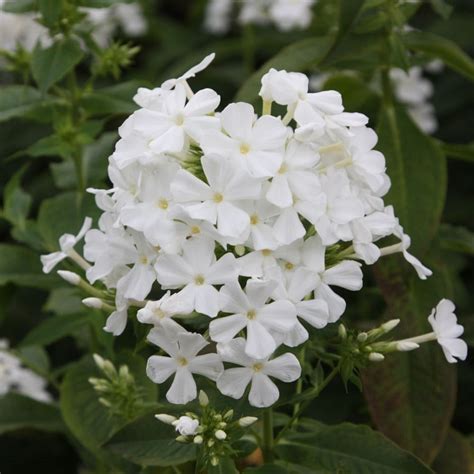 Buy border phlox (syn. Phlox Fujiyama) Phlox paniculata 'Mount Fuji'