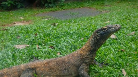 Komodói Sárkány Varánusz Aranus Komodoensis Jellemzői Táplálkozása
