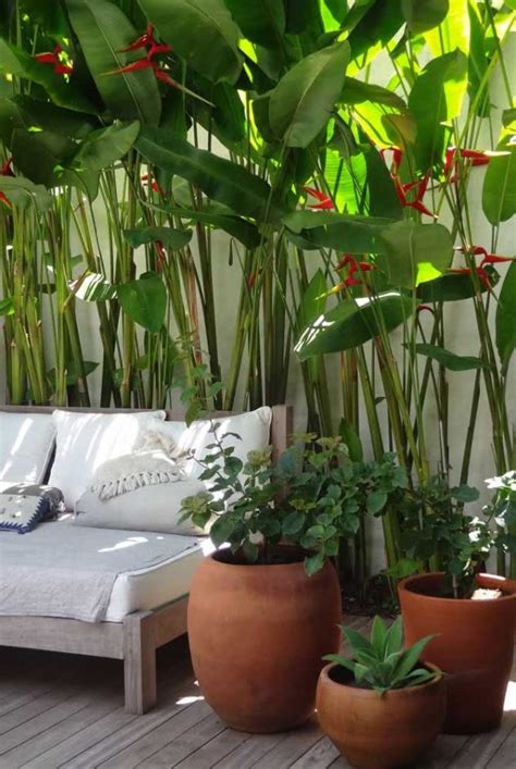 The Main Characteristics And How To Care Of Heliconia