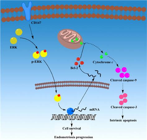 Working Model Depicting The Cd147 Meidated Cell Survival During