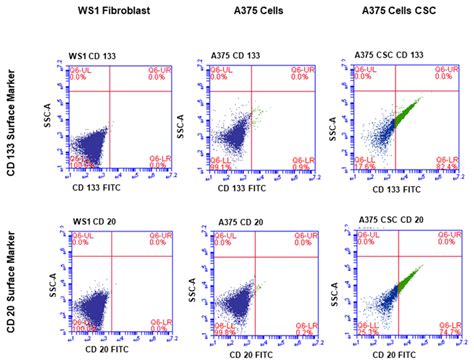 Cell Surface Antigenic Marker Cd20 Immunofluorescence Microscopy 200×