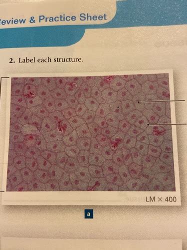 Bio 168 Tissues Flashcards Quizlet