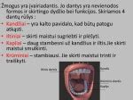Dantys Skaidrės Mokslobazelt