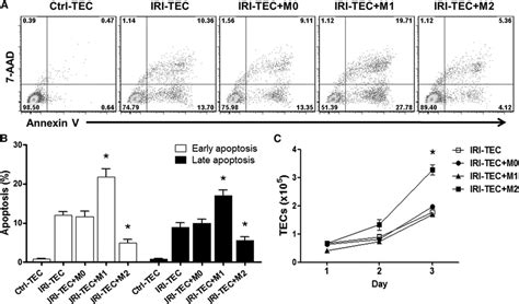 Alternatively Activated Macrophages Reduce Tec Apoptosis And Promote