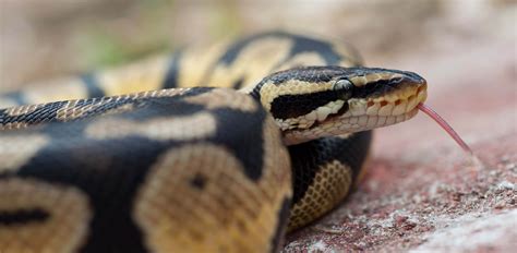 Oakland Zoo Ball Royal Python
