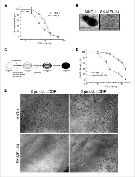 Figure 1 From Multidrug Resistance Decreases With Mutations Of