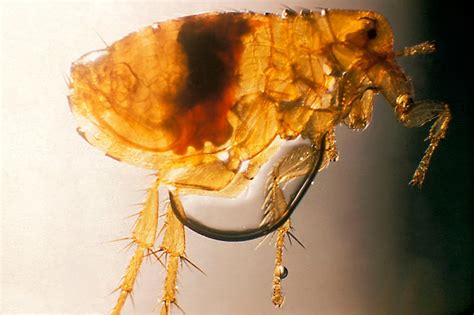 Rat Fleas Xenopsylla Cheopis Or Nosopsyllus Fasciatus Bites Fleabites