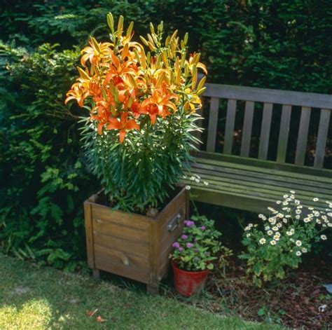 Planting Lilies In Containers Uk