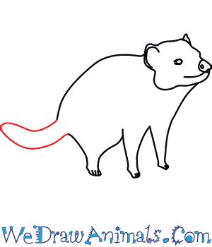 How To Draw A Tasmanian Devil