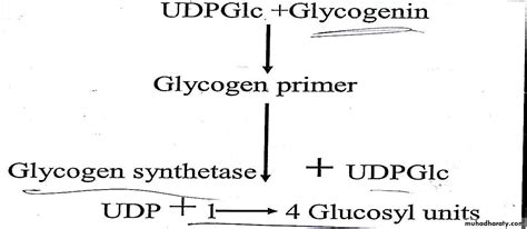 Carbohydrate Docx د إحسان Muhadharaty