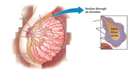 Internal Structure Of The Lactating Breast Diagram Quizlet
