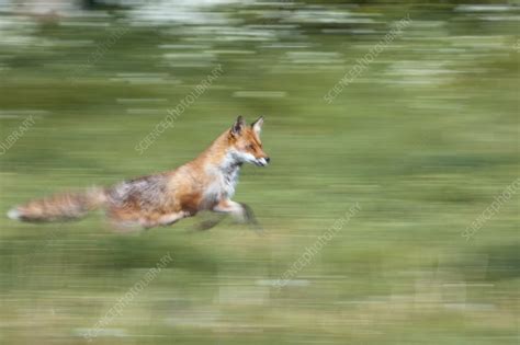 Red Fox Running