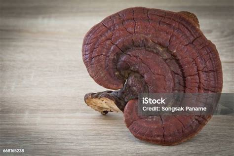Ganoderma Lucidum Jamur Di Latar Belakang Kayu Foto Stok Unduh Gambar