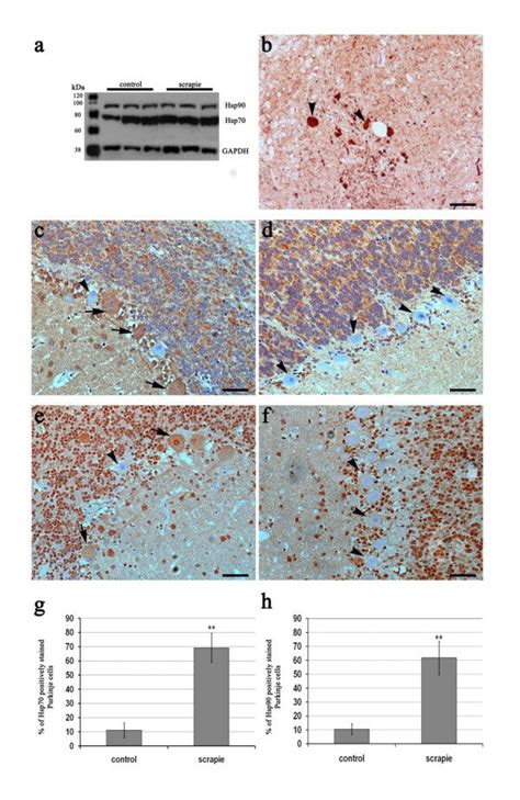 Hsp Protein Expression And Distribution In Scrapie Tissues Specificity