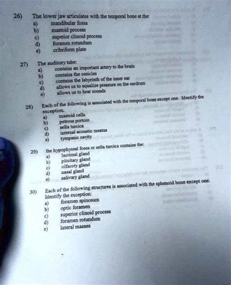 26 Tne Lower Jaw Articulates Th Temporal Bone At The Mandibular Fossa