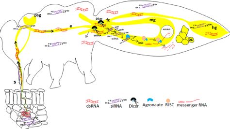 Figure 1 From Rna Interference In Insect Vectors For Plant Viruses