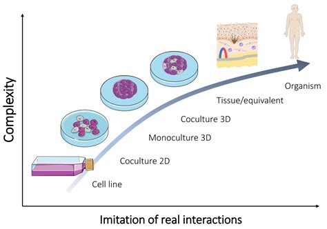 Building Up Skin Models For Numerous Applications From Two Dimensional D Monoculture To