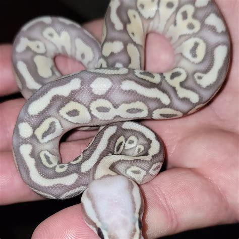 Super Pastel Banana Lesser Het Clown Ball Python by Fawkes Reptiles - MorphMarket
