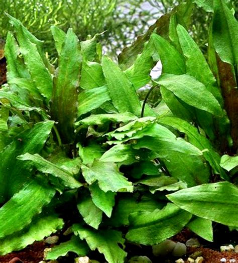 Cryptocoryne Wendtii Green Aquatic Plant Man