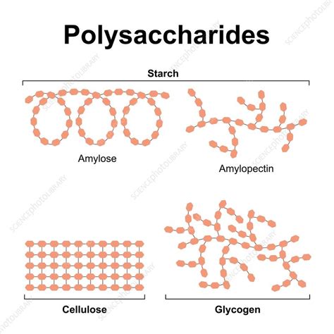 Polysaccharides Illustration Stock Image F041 9930 Science Photo