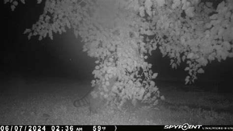 Trash Pandas R Trailcam