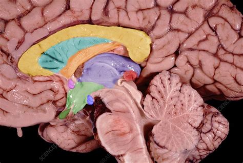 Diencephalon Of The Human Brain Stock Image C0543003 Science Photo Library