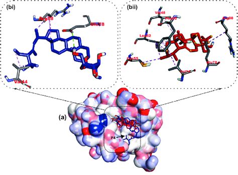 Details Of Binding Mode A Solvent Accessible Surface View B Download Scientific Diagram