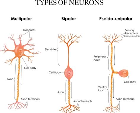 Anatomia Neuronal Over 519163 Royalty Free Licensable Stock Vectors