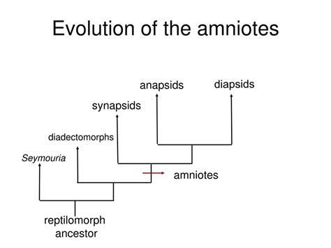 Ppt Evolution Of The Amniotes From Ancestral Condition To Diverse