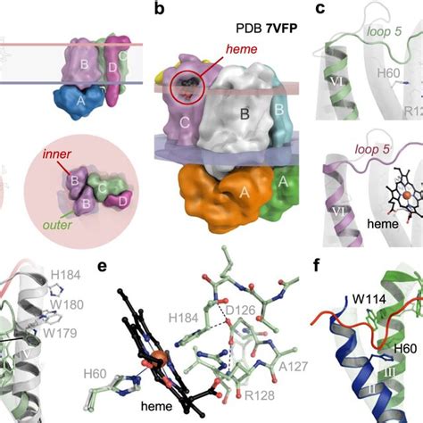 Role Of The Ccmbc Interface In Heme Translocation A Single Particle