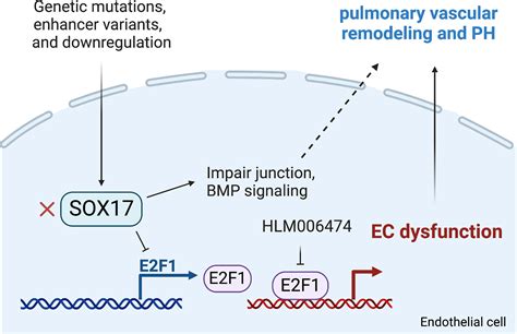 E2f1 Mediates Sox17 Deficiency Induced Pulmonary Hypertension
