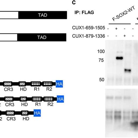 The N Terminal Domain And Dna Binding Domain Of Sox2 Are Necessary For