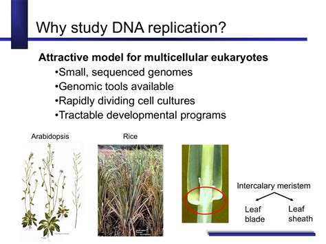 Replication Study Example At Jean Begaye Blog Replication Study Example At Jean Begaye Blog
