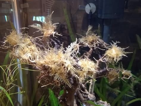 Does Anyone Know What Is Wrong With My Java Moss Its Been In There