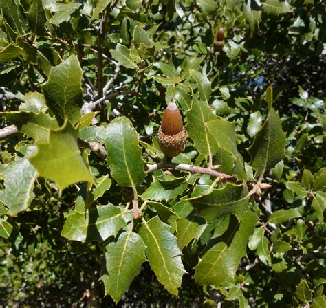Is Live Oak Safe For Birds At Edward Criss Blog