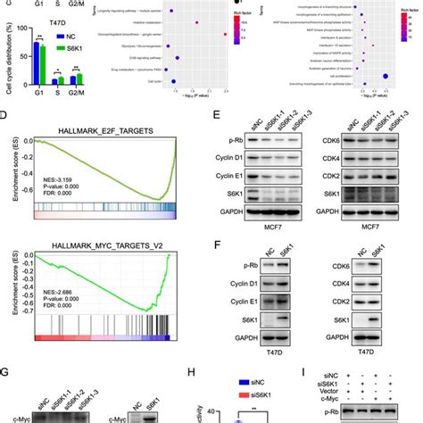 The Key Genes Related To The Innate Resistance Of Cdk4 6 Inhibitors Download Scientific Diagram