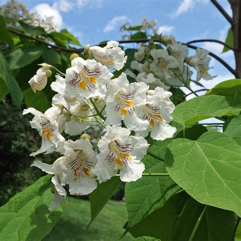 White Catalpa Catalpa Bignonioides Indianbeantree Medium Size