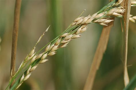 Panicum Panic Grass Fsus