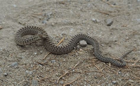 Definitive Guide To Pacific Gopher Snake Facts Habitat Conservation Status Zoo Populations Definitive Guide To Pacific Gopher Snake Facts Habitat Conservation Status Zoo Populations