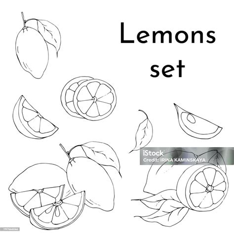 잎 레몬 조각 흑백 윤곽 잉크 그리기 벡터 그림과 레몬 세트 0명에 대한 스톡 벡터 아트 및 기타 이미지 0명 감귤류 과일