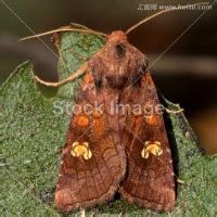 IP Insect Pest Recognition Object Detection Dataset By Roboflow Public