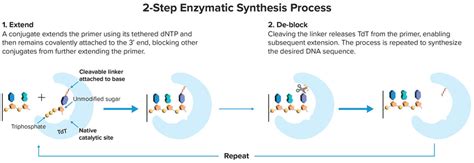 Enzymatic Dna Synthesis Shorter Waits Longer Strands