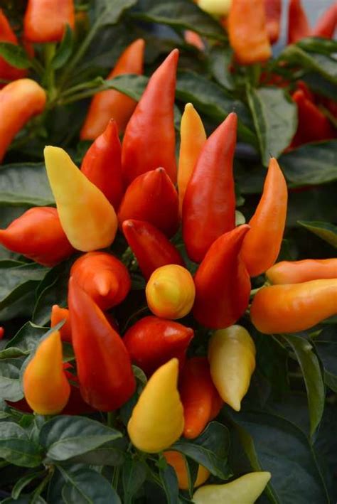 Types Of Ornamental Peppers How To Grow Peppers Grow Organic