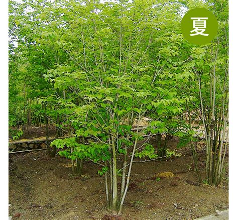 ヤマボウシ 樹木ガイド｜植木・庭木・雑木販売、造園｜大阪・兵庫・神戸・宝塚
