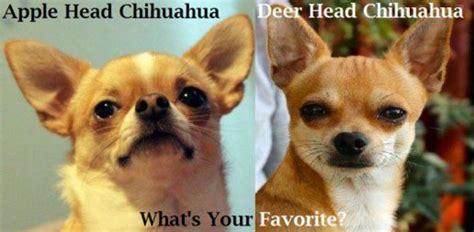 Chihuahua Deer Head Vs Applehead